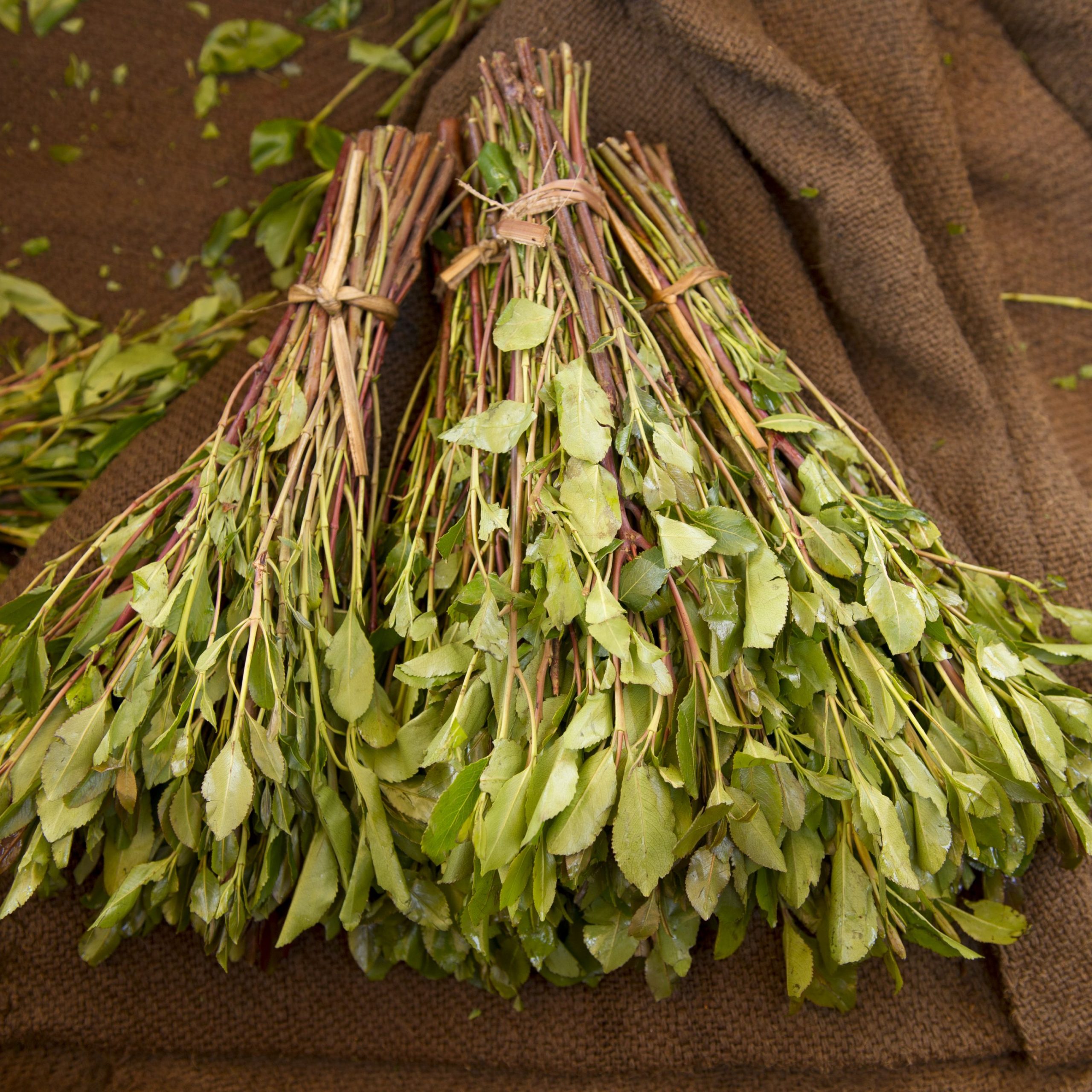 The dangers of khat addiction - SANCA Wedge Gardens